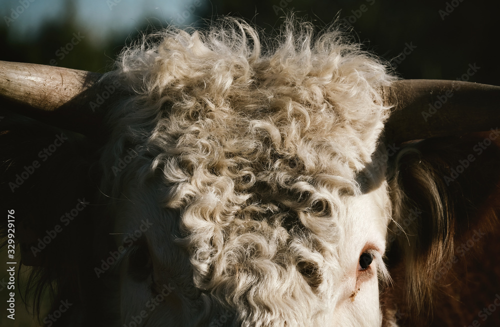 Curly hair of Hereford bull head close up with horns, cow face detail ...