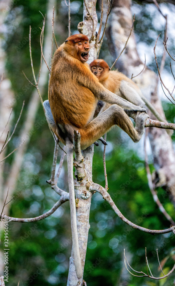 Proboscis monkey baby milking its mother's breast milk. Female ...