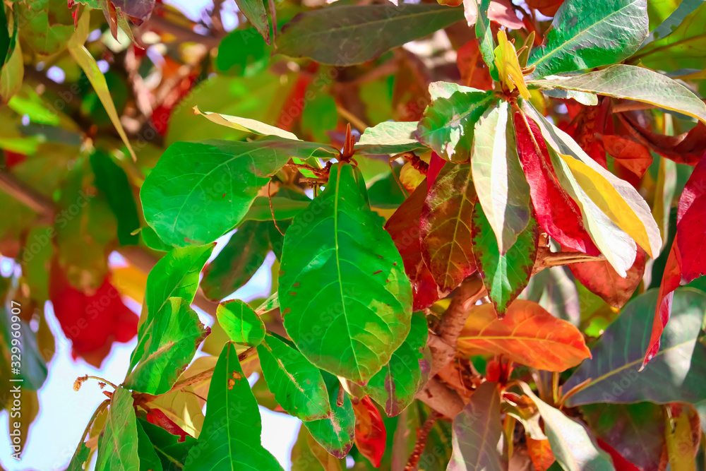badam tree and raw green fruit , Indian almond, Olive bark tree, Sea ...