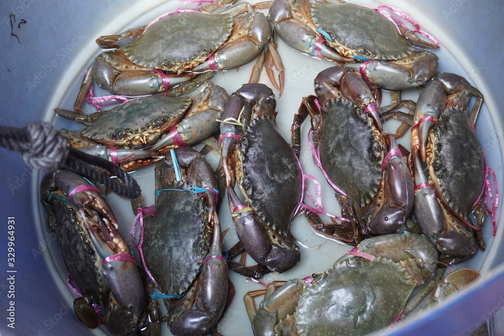 Live crabs wrapped in ribbons in a metal box at a food market at Pulau ...