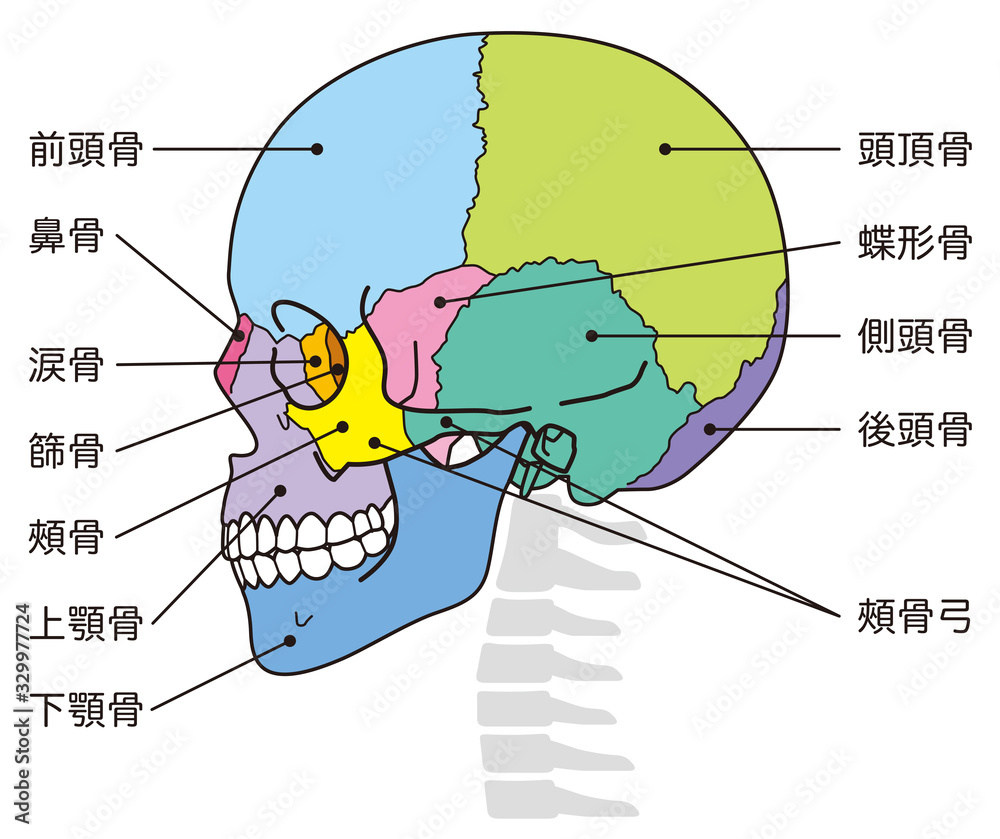 頭蓋骨 頭部の骨 名称 Stock Illustration Adobe Stock