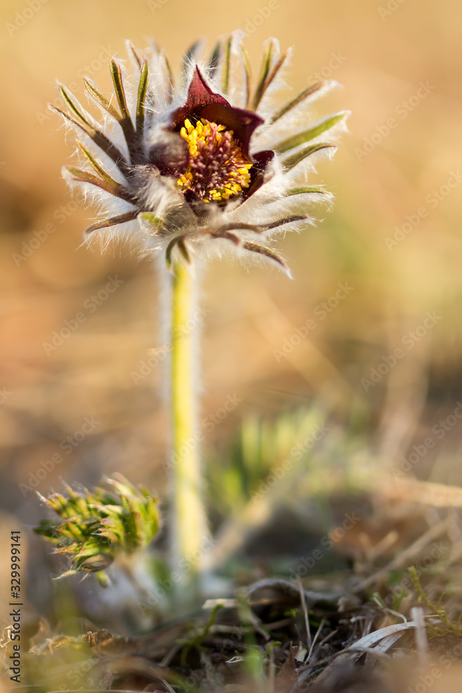 Pulsatilla pratensis ssp. Nigricans (Small pasque flower) rare ...