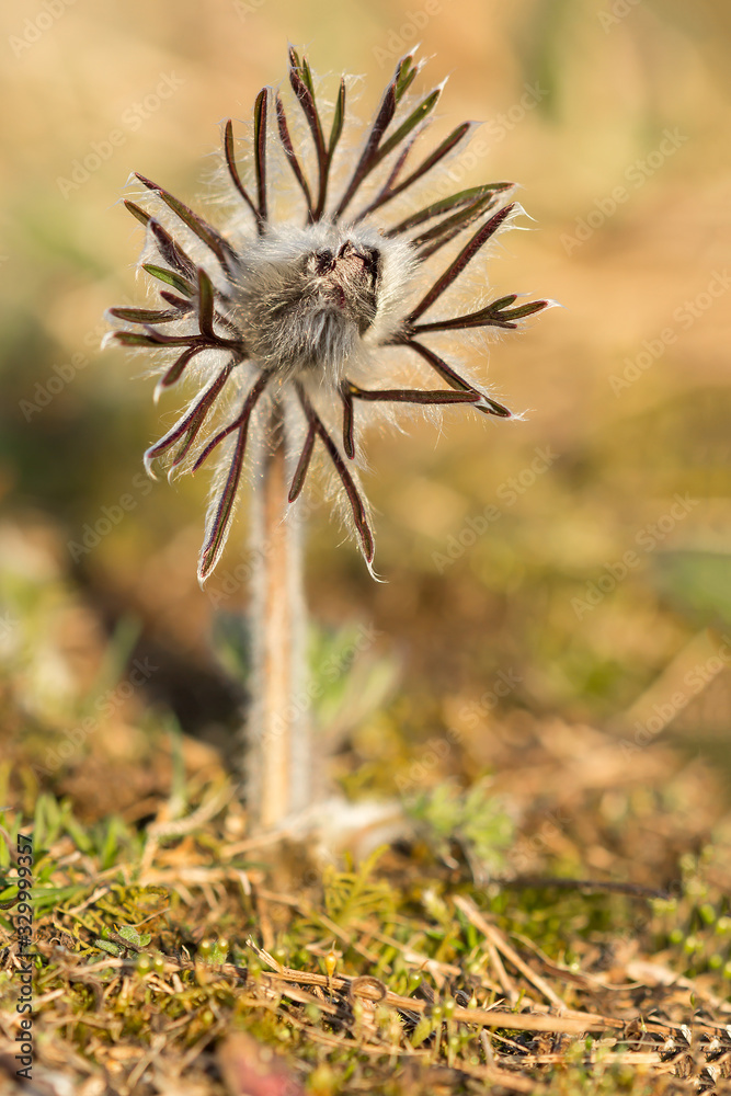Pulsatilla pratensis ssp. Nigricans (Small pasque flower) rare ...