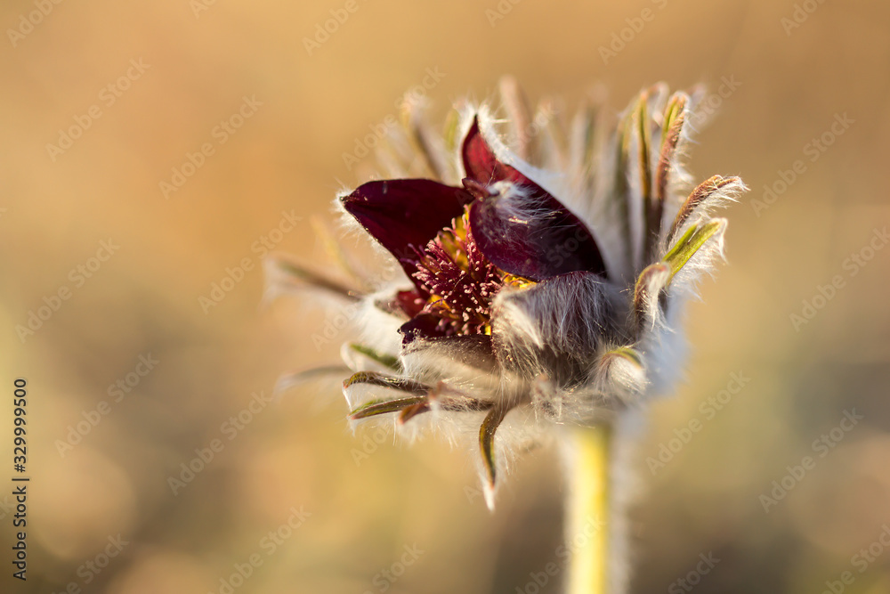 Pulsatilla pratensis ssp. Nigricans (Small pasque flower) rare ...