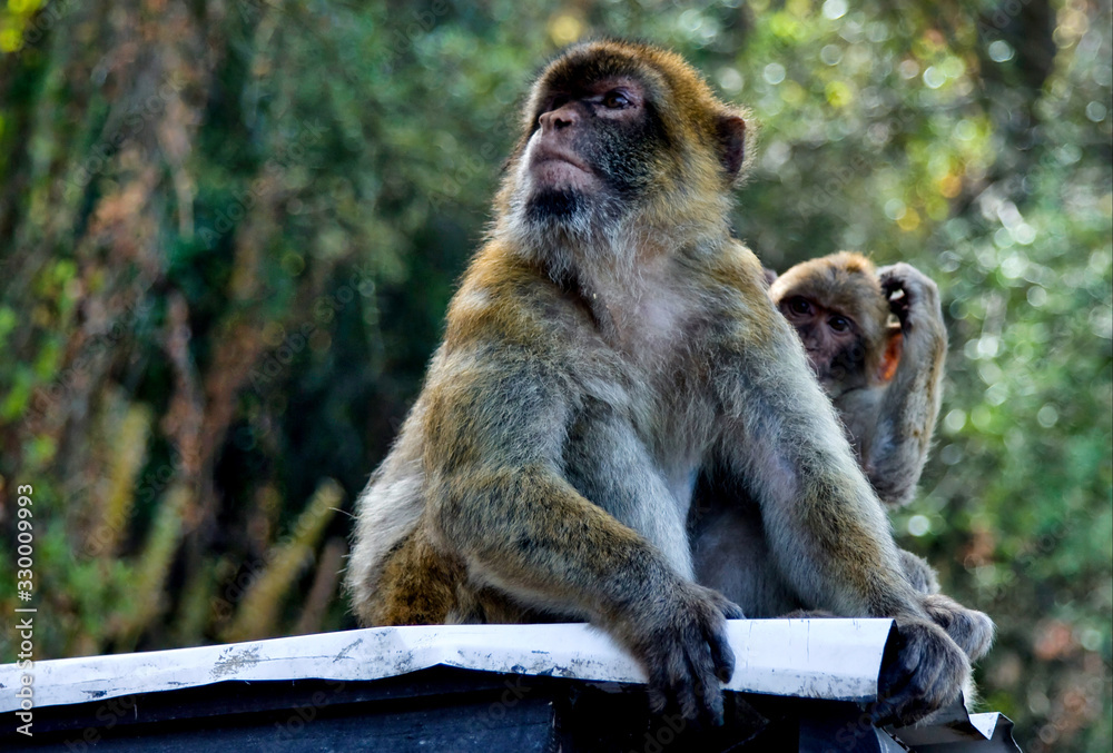 Sad monkey sits on a background of sky and trees Stock Photo | Adobe Stock