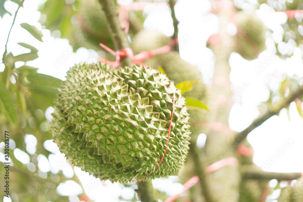 Fresh durian on tree,Durian tree, Fresh durian fruit on tree - Durians ...