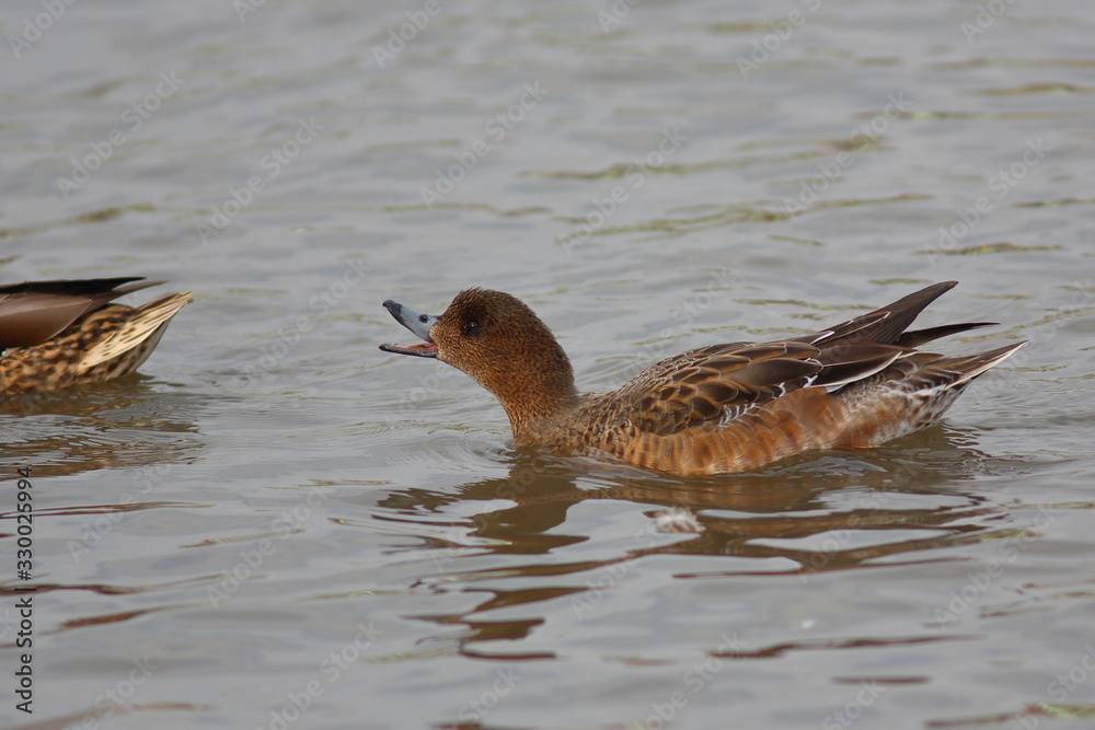 Eurasian Wigeon or Widgeon (Mareca penelope) female. Duck portrayed a ...