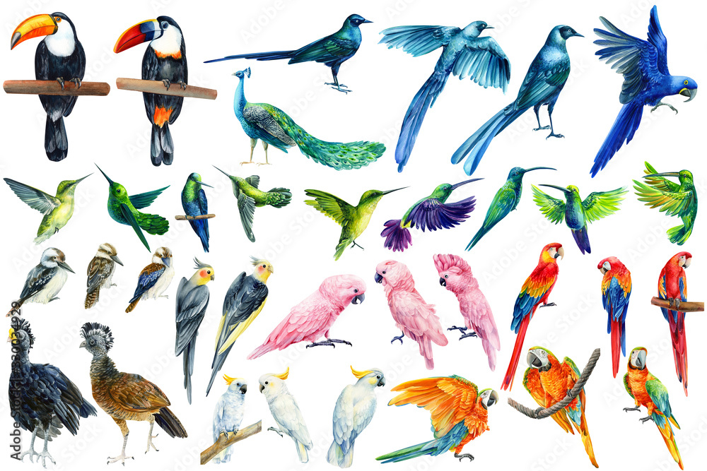 Tropical Birds Drawing