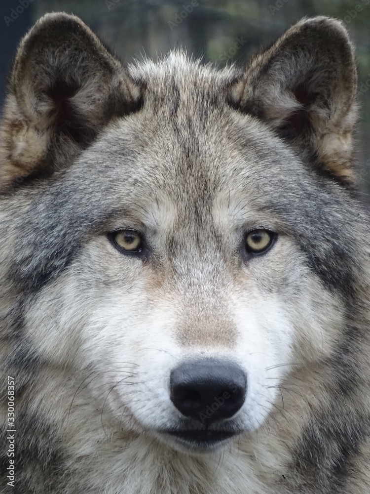 canis lupus, animal, faune, mammifère, sauvage, prédateur, nature, gris ...