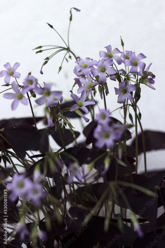 Flowering Oxalis triangularis - indoor plant with triangular purple ...