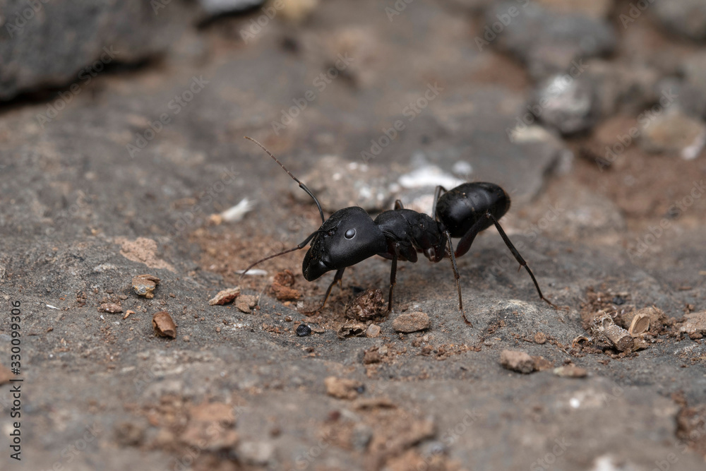 Big black ant, Camponotus compressus, Lonand, Satara, Maharashtra India ...