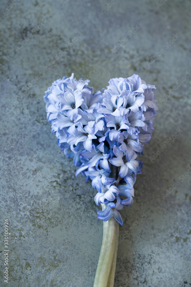 light blue hyacinth in the shape of a heart on a watercolor green ...