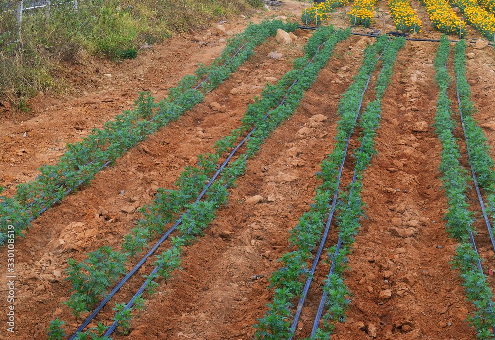 Soil plot and tree planting Stock Photo | Adobe Stock
