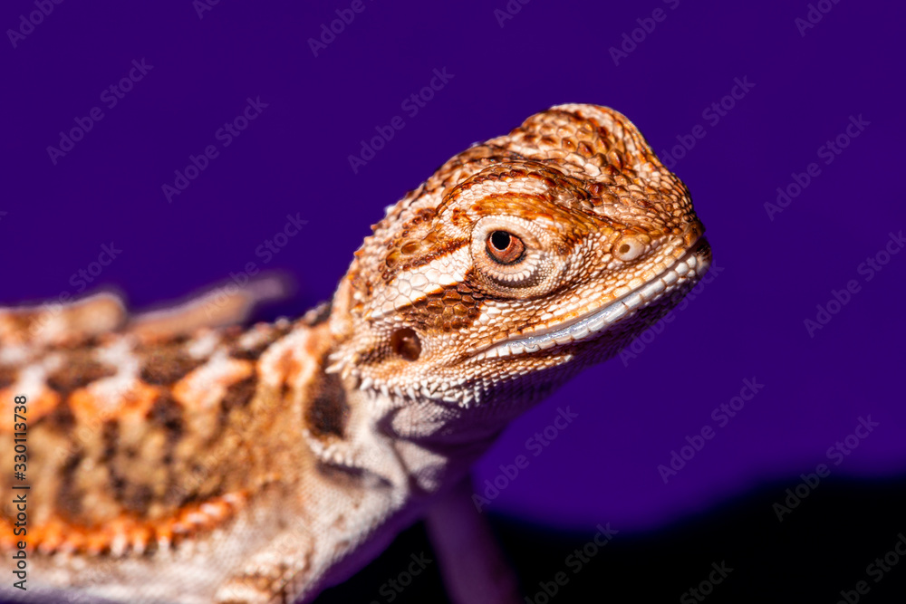 Pogona vitticeps, the central (or inland) bearded dragon, is a species ...