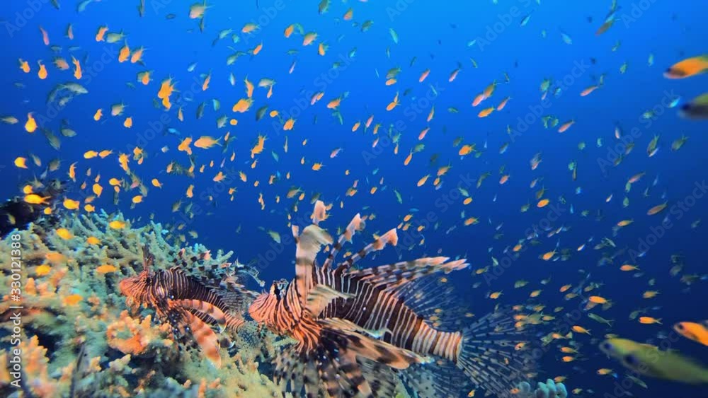 Underwater Orange Fish Scenery Lionfish. Underwater lionfish (Pterois ...