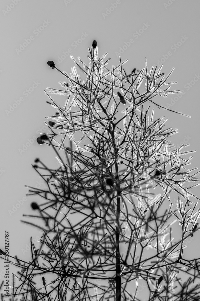 Abstract concept of growth in black and white. The object was Smoke ...