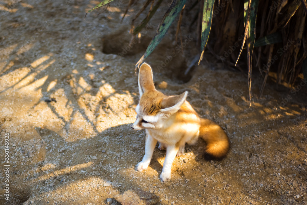 Cute desert fox Fennec. Small, smaller than cat, Fox with huge ears and ...