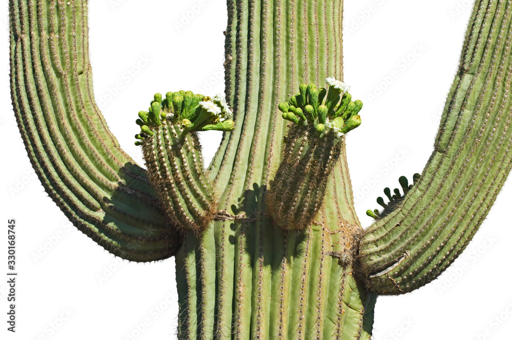 Saguaro cactus (Carnegiea gigantea / Cereus giganteus) blooming ...