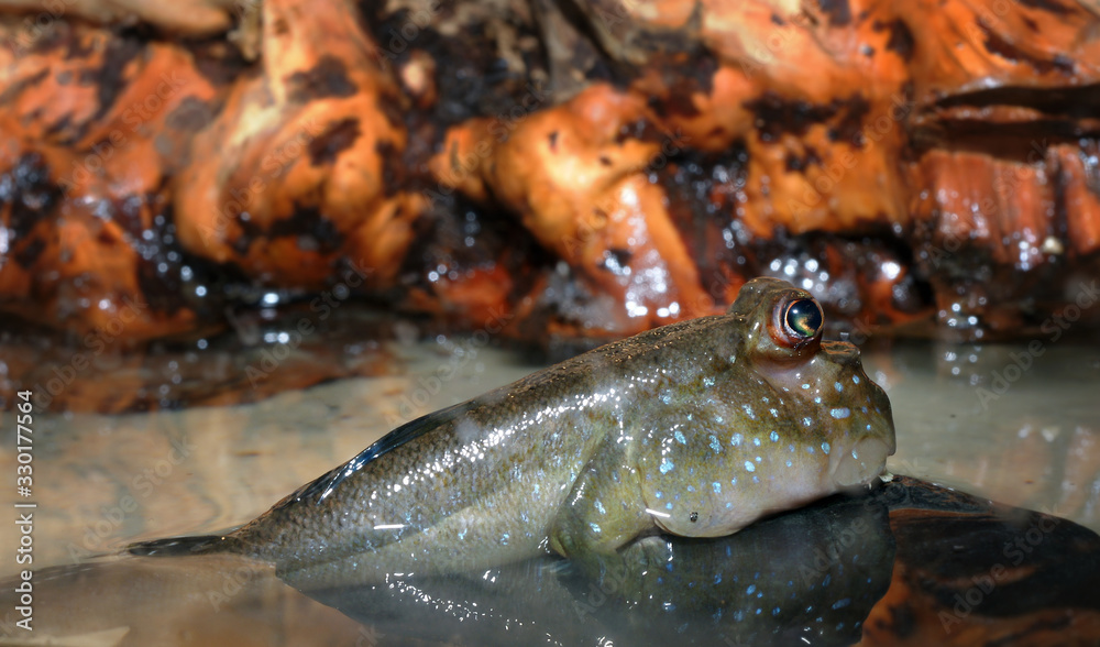 Atlantic mudskipper (Periophthalmus barbarus) in the aquarium Stock ...