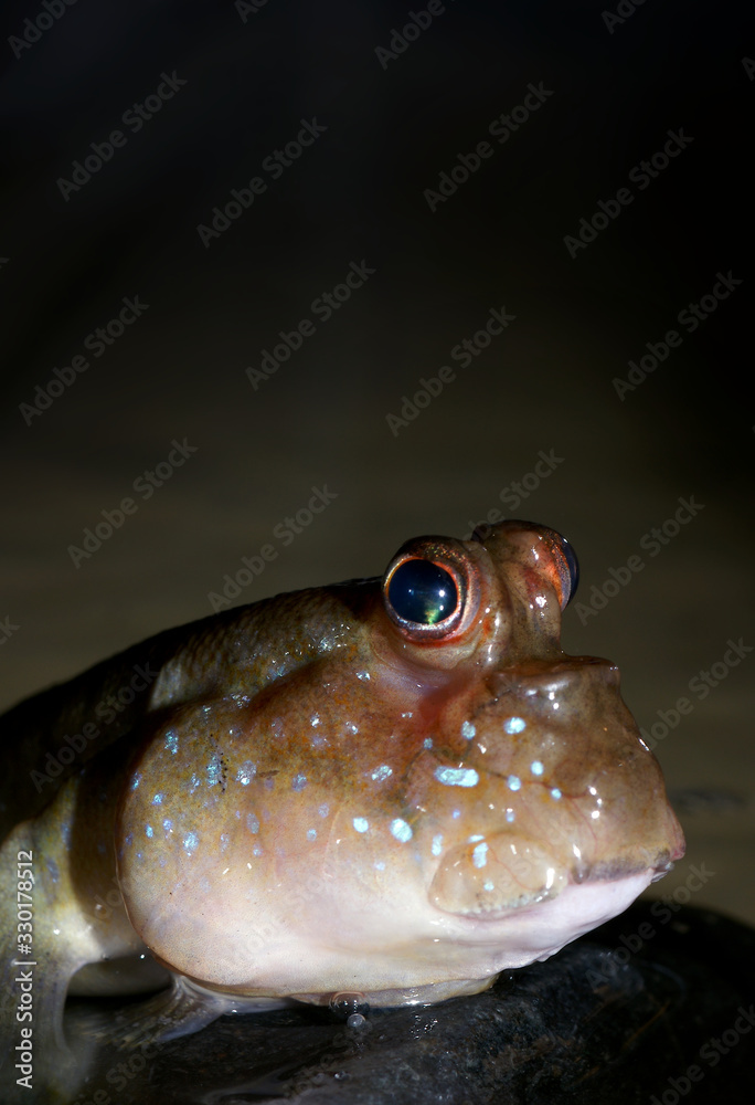 Atlantic mudskipper (Periophthalmus barbarus) in the aquarium Stock ...