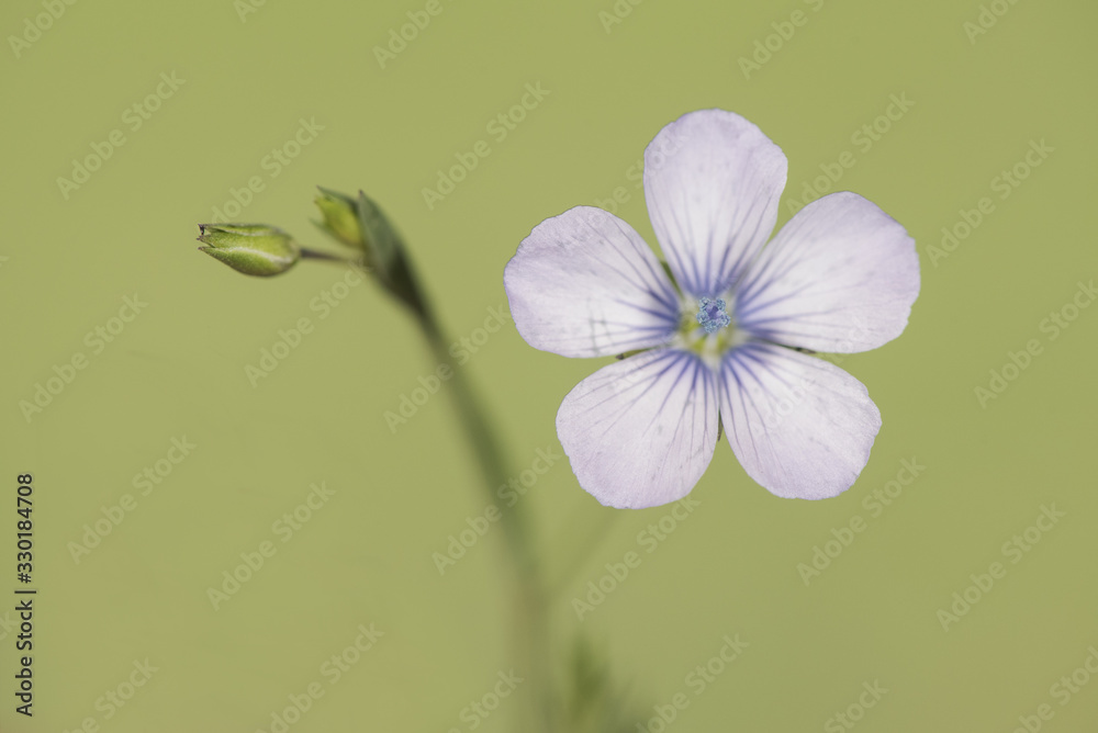 Linum bienne pale flax wild species with beautiful pale blue flowers ...