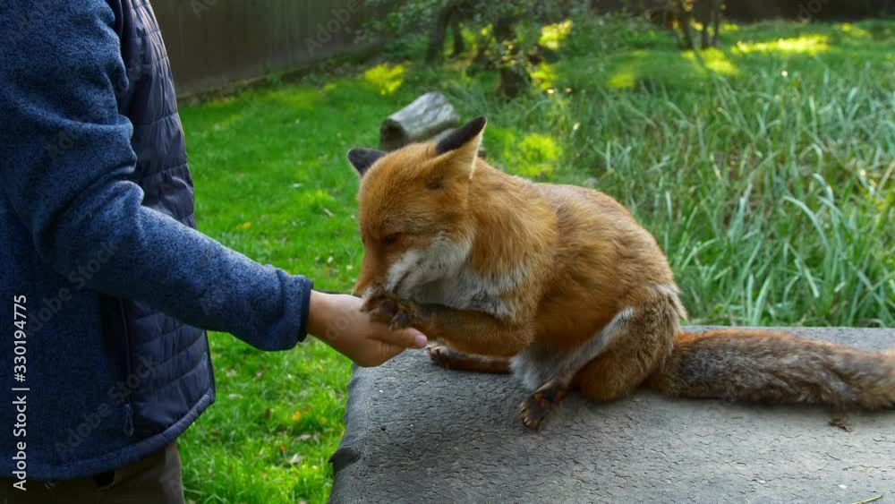 Wildlife rehabilitator feeding an orphaned red fox (Vulpes vulpes ...