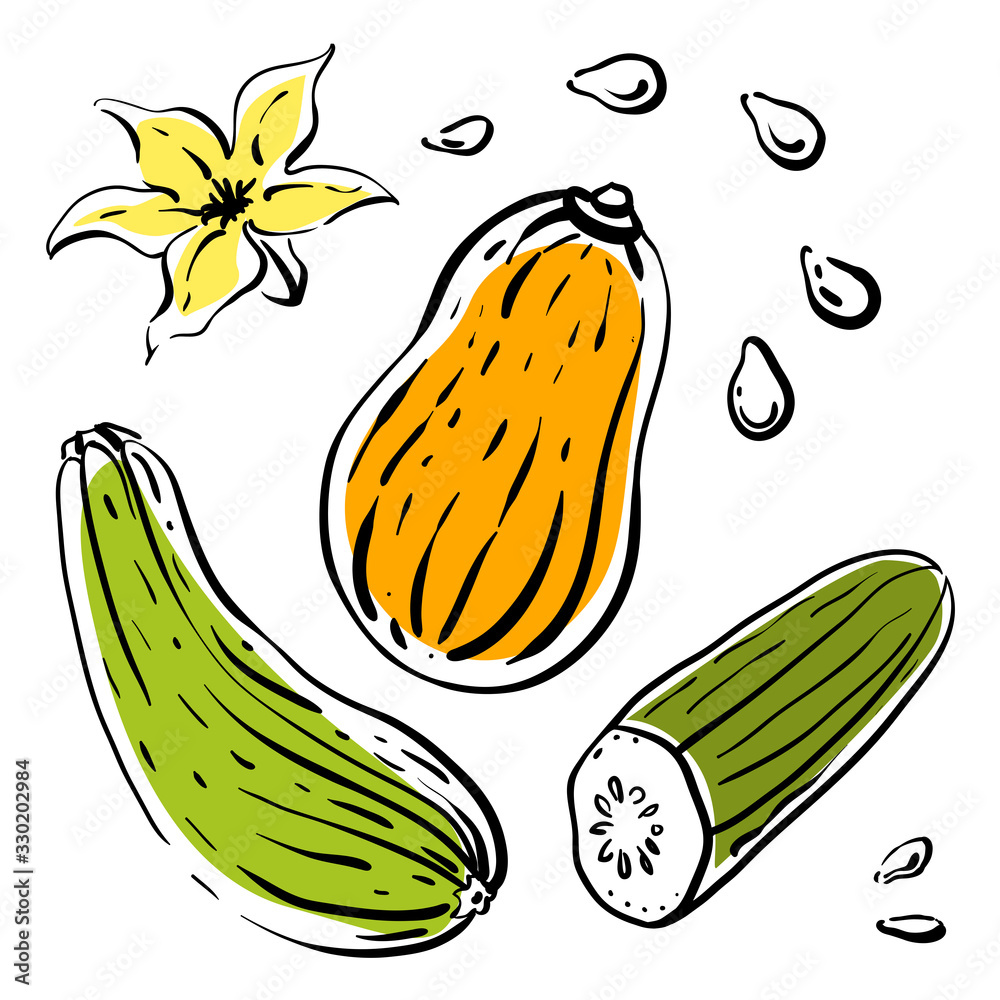 Squash, courgette, cucumber, seeds. Colorful sketch of vegetables ...