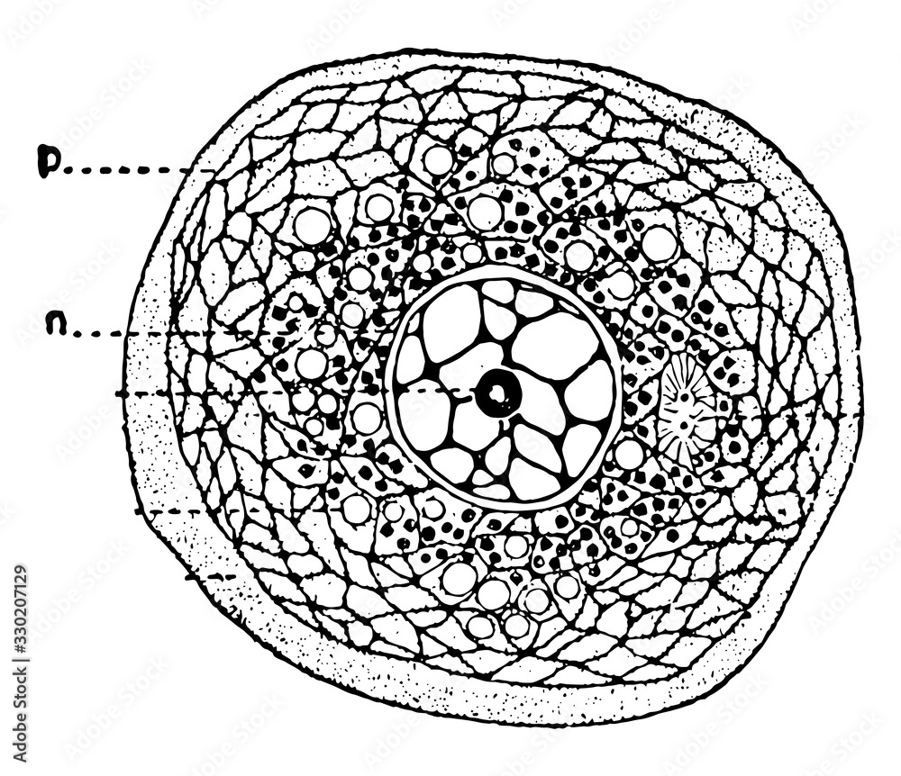Cell, Diagram of, vintage illustration Stock Vector | Adobe Stock