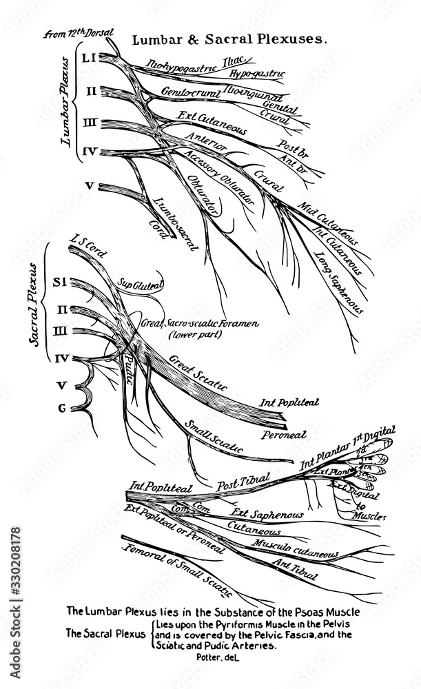Neck Nerves Plexus Anatomy Cervical Surface Head Markings Side Artery ...