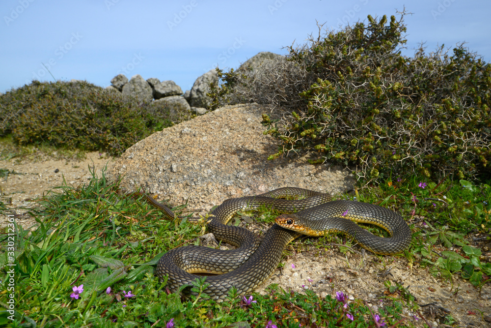 Caspian whipsnake / Kaspische Pfeilnatter (Dolichophis caspius) Insel ...
