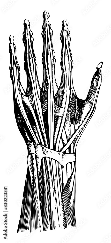 Tendons of the hand, vintage illustration Stock Vector | Adobe Stock