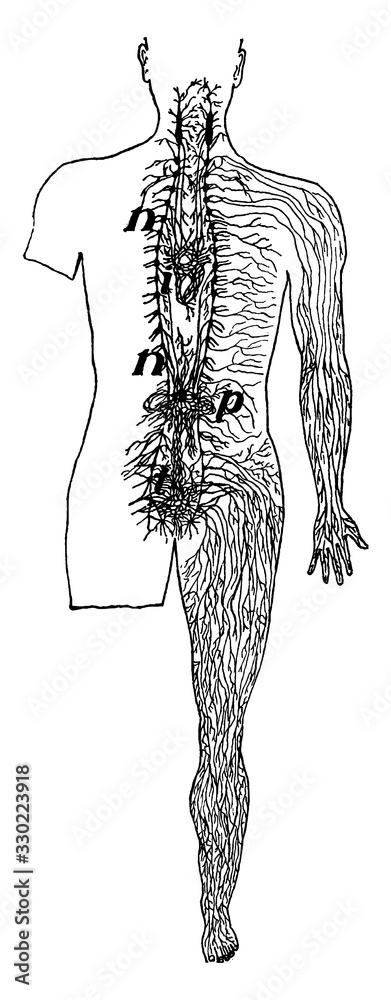 Sympathetic Nervous System, vintage illustration. Stock Vector | Adobe ...