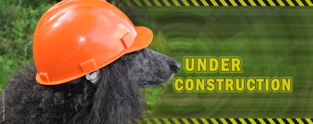 under construction yellow and black warning tape and poodle dog in ...