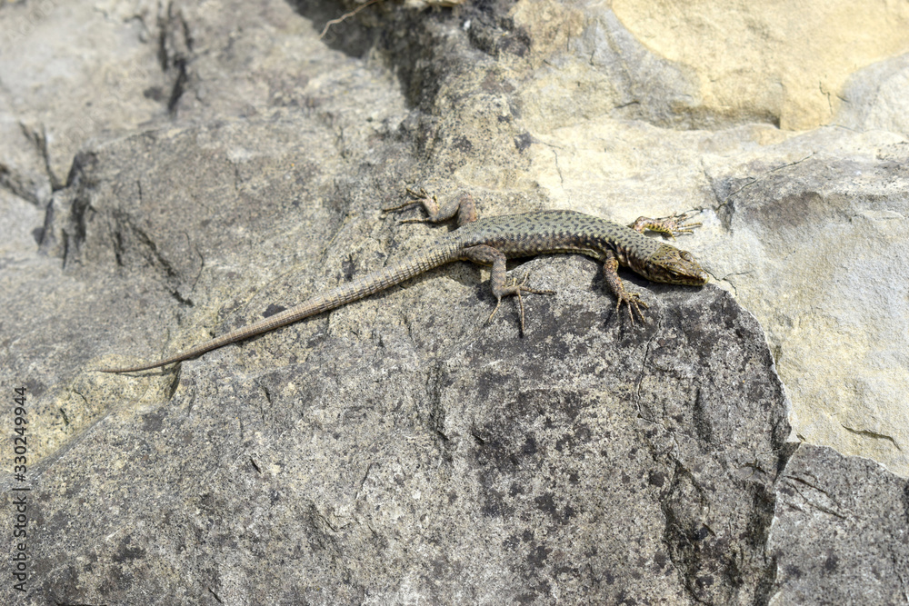 The gray lizard is the same color as the rock surface. The color of the ...