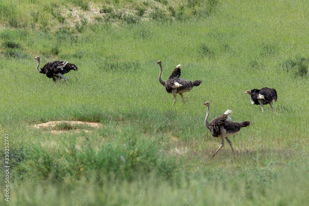 group of birds Ostrich, Struthio camelus in green Kalahari, desert ...