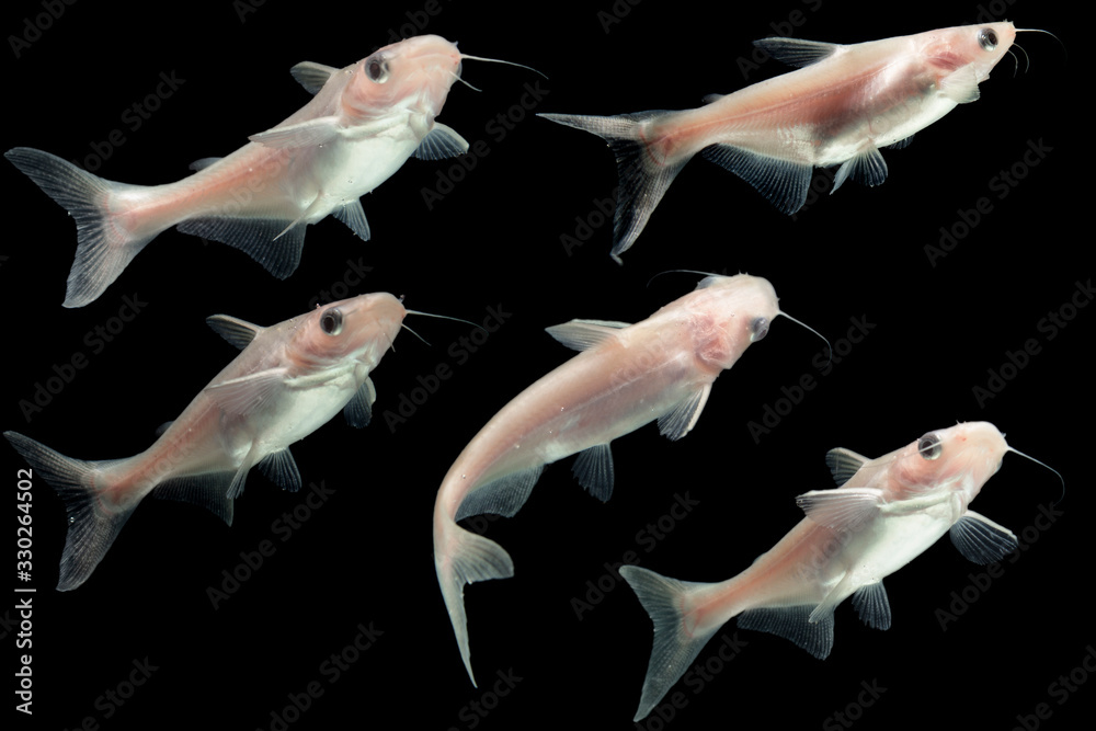 Albino Catfish (Pangasius hypophthalmus) on black Stock Photo | Adobe Stock