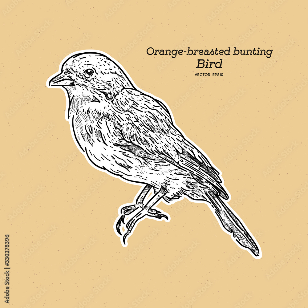 The orange-breasted bunting is a species of passerine bird , hand draw ...