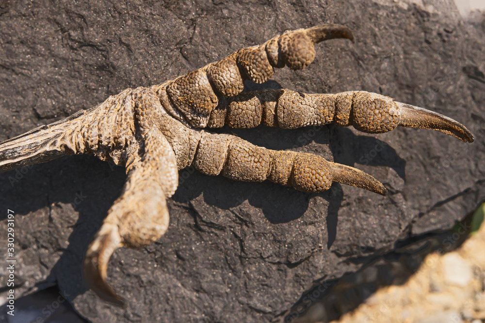 Crow paw very close up. Macro photo. Claws and raven skin texture. The ...