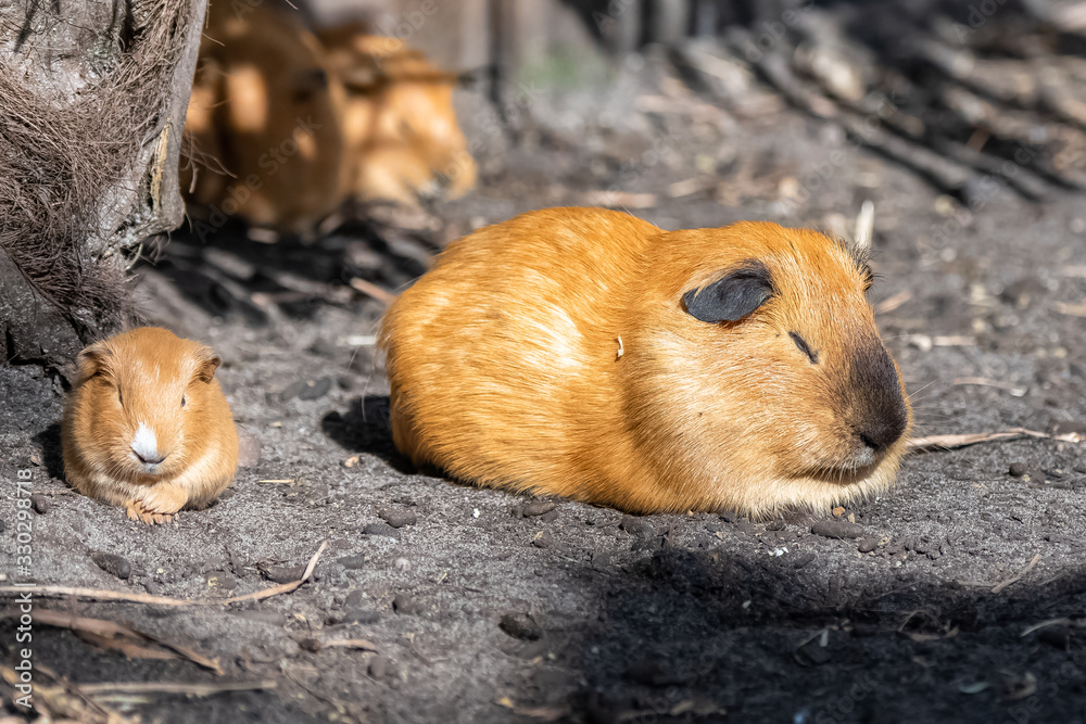 Guinea pig, cuy, cute animals, the mother and the baby Stock Photo ...