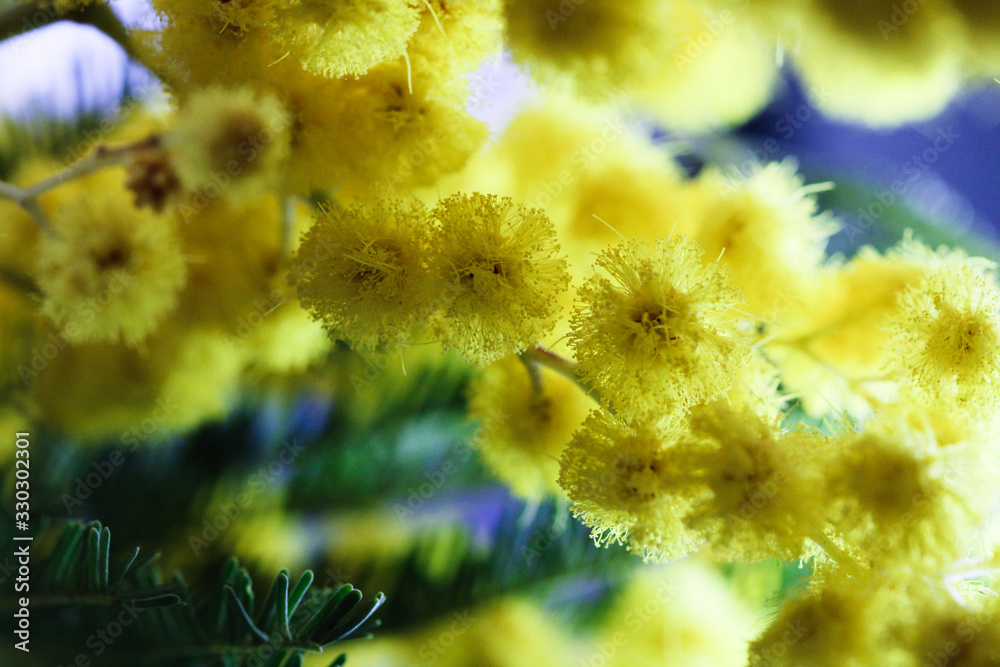 Macro closeup inflorescence of blooming Acacia dealbata also known as ...