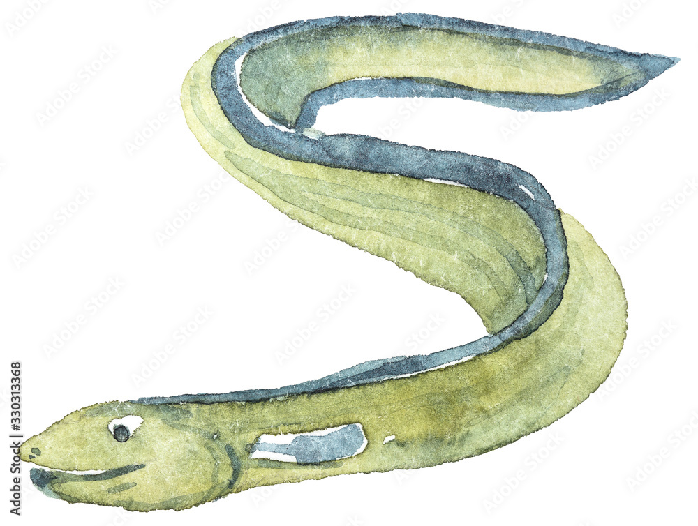 Hand painted watercolor green sea eel isolated on white. Lovely ...
