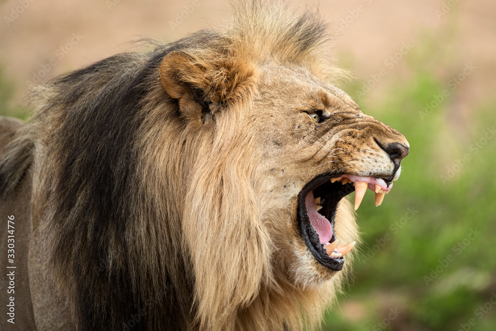 A close up dramatic profile portrait of a growling male lion, with its ...