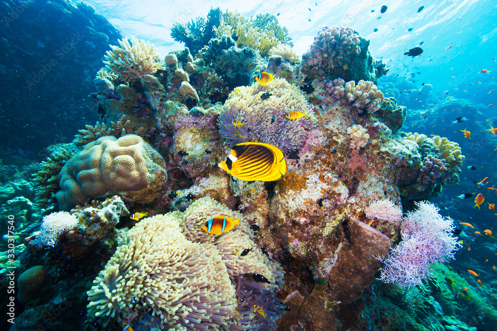 Red sea yellow butterflyfish. Underwater world scuba dive experience ...
