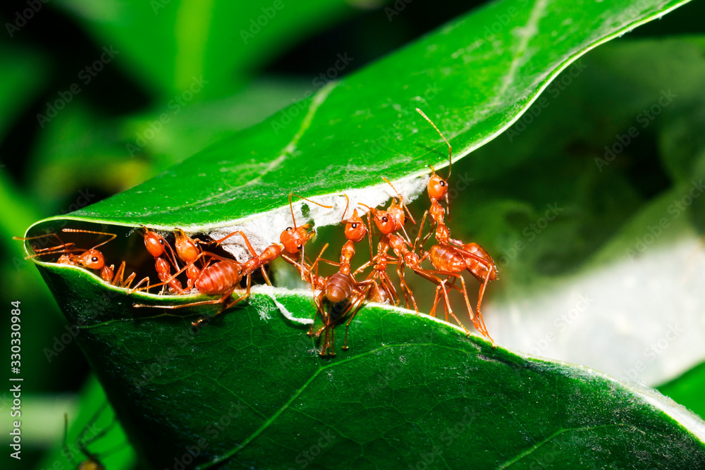 Red ants are helping to pull the leaves together to build a nest Stock ...