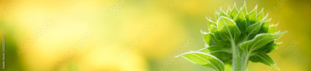 Nature of flower in garden using as cover page background natural flora ...