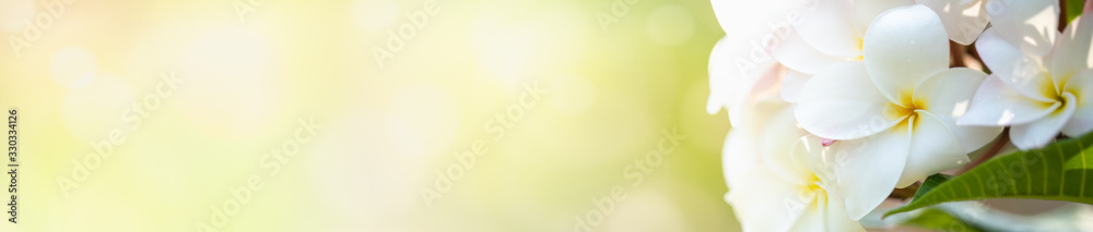 Nature of flower in garden using as cover page background natural flora ...