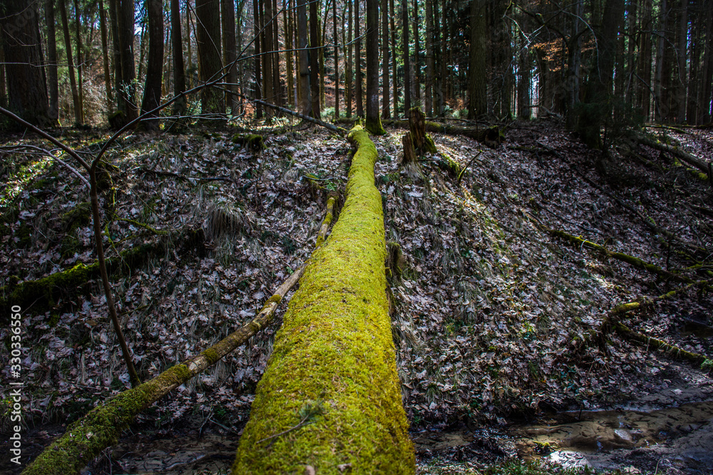 On old fallen tree in a forest Stock Photo | Adobe Stock
