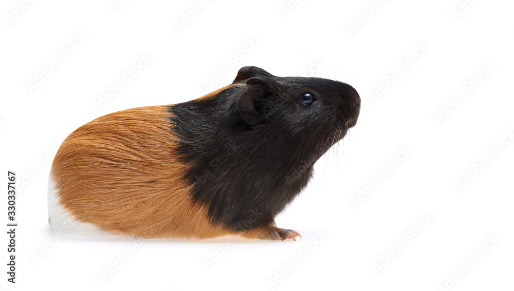 Guinea pig (Cavia porcellus) is a popular household pet A young ...
