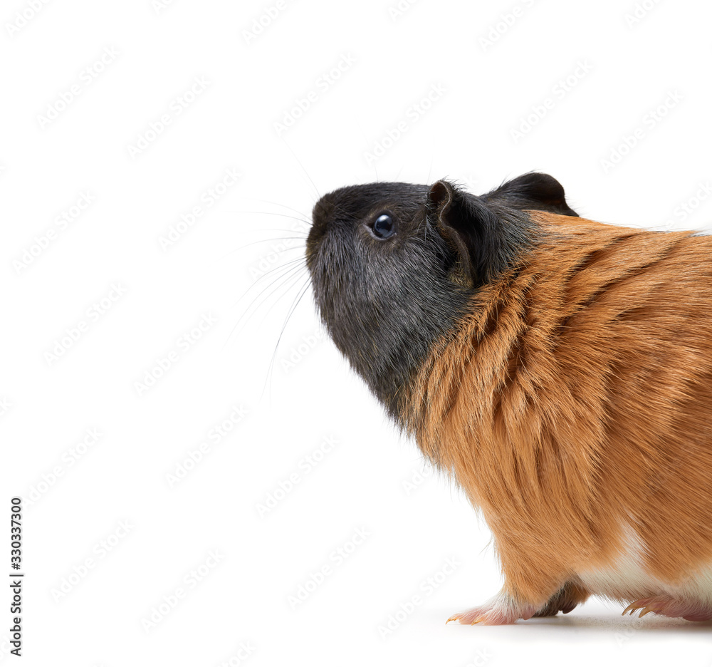 Guinea pig (Cavia porcellus) is a popular household pet A young ...