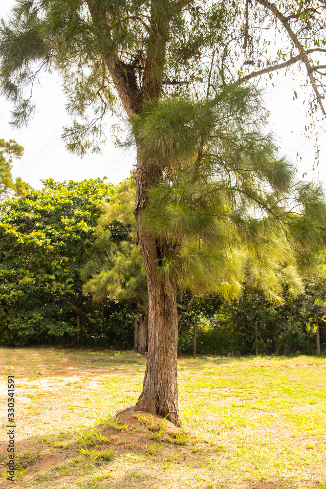 Casuarina Equisetifolia